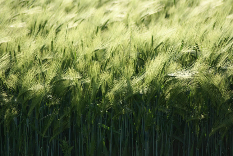 Rollgerste – Eiweißreich und gut für den Kreislauf – Genusskoarl